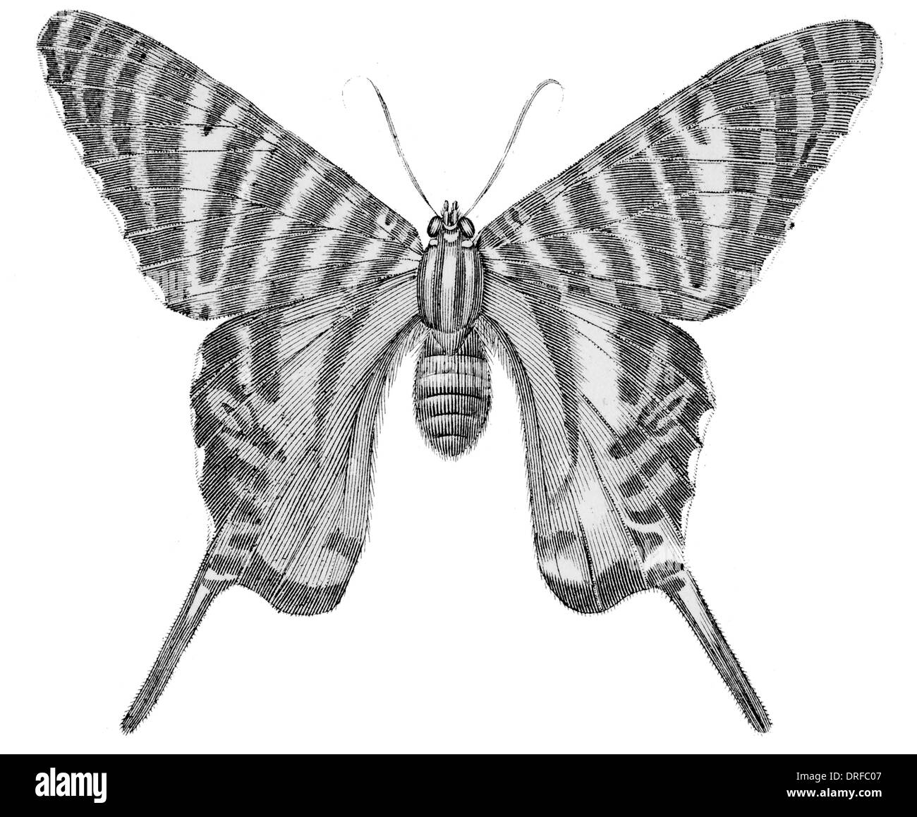 moth Urania Boisduvalii is a subfamily of moths in the family Uraniidae ...