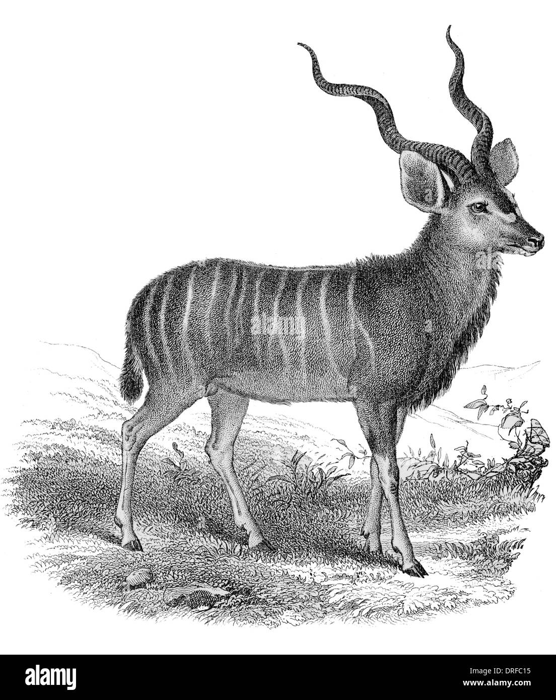 Kudu plate hi-res stock photography and images - Alamy