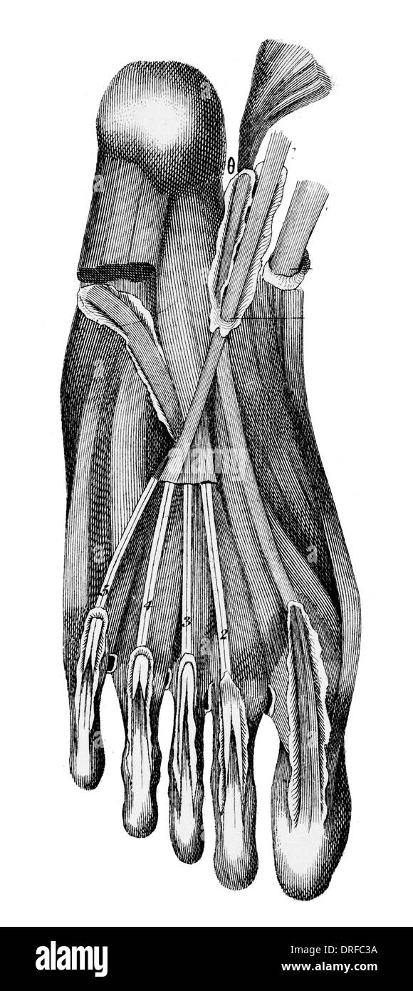 Tendons hi-res stock photography and images - Alamy