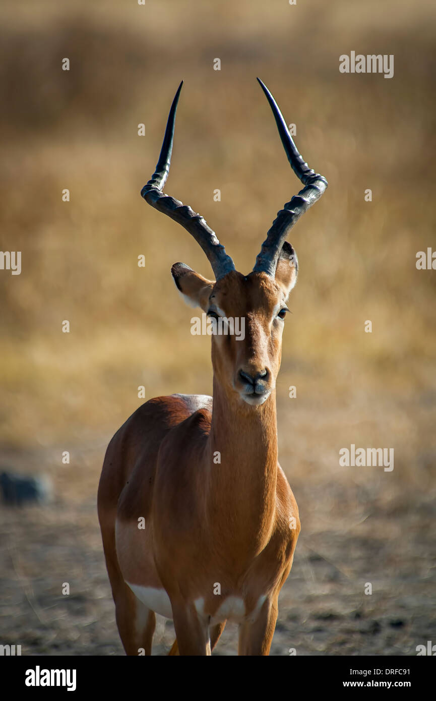 Springbok with horns hi-res stock photography and images - Alamy