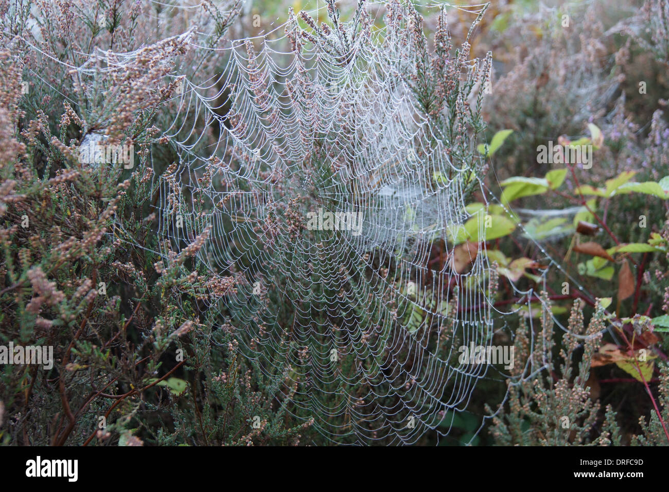 This is a photograph of a large cobweb amongst heathers taken in the ...