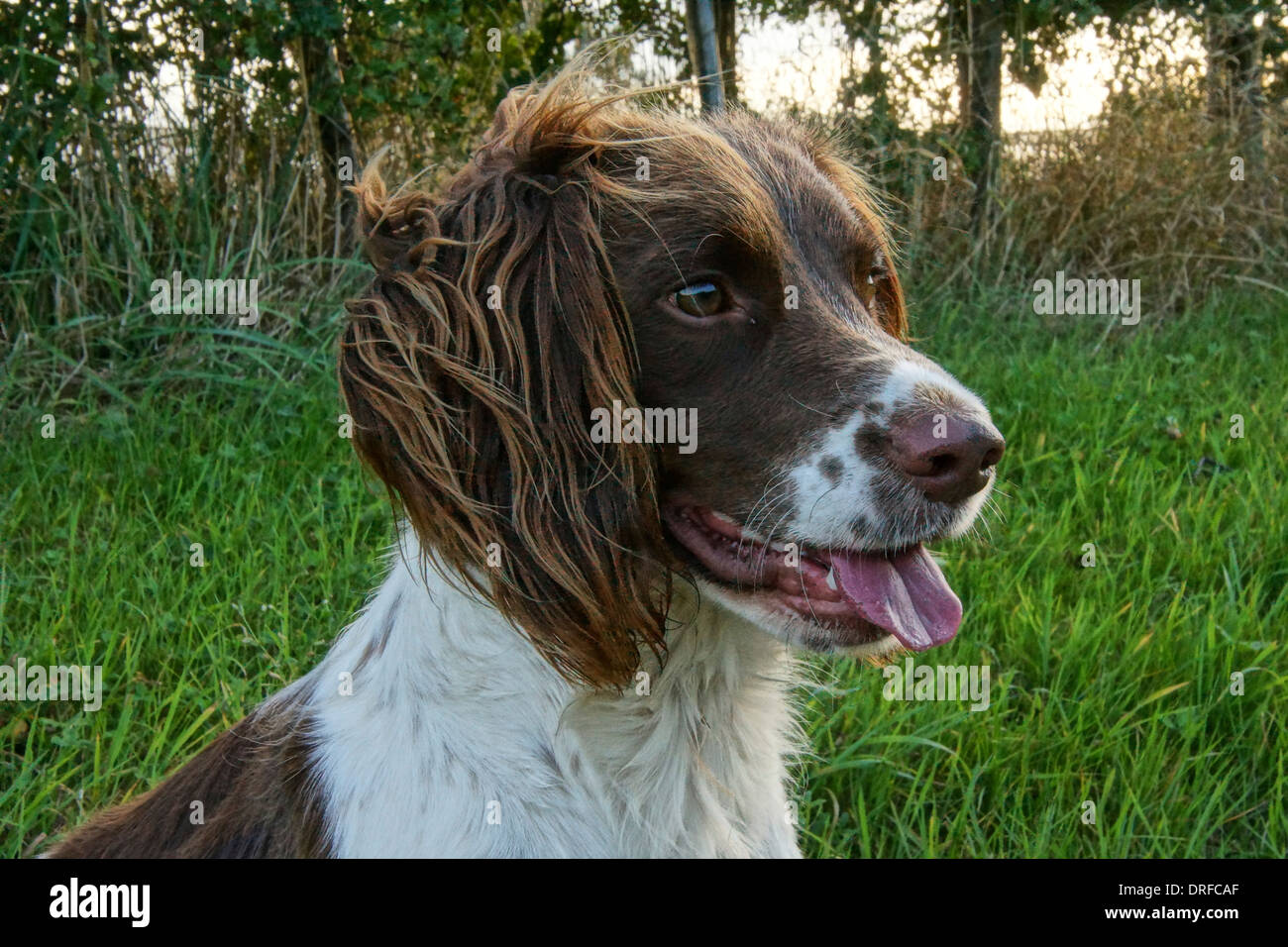 Windswept dog hi-res stock photography and images - Alamy