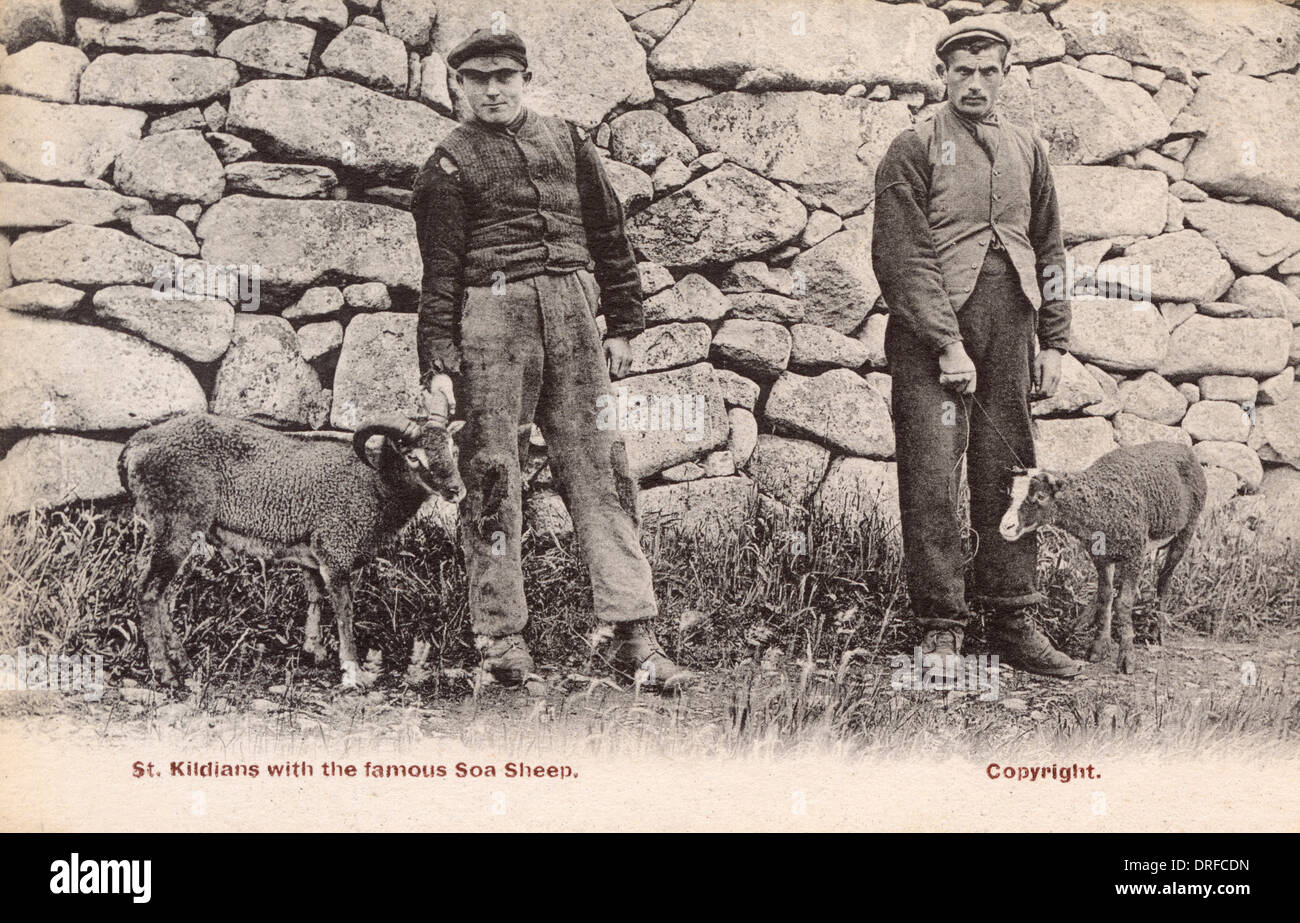 St Kildans with Soay Sheep Stock Photo - Alamy