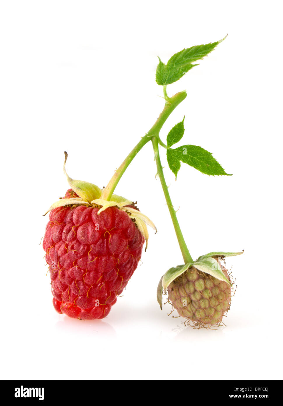 Raspberry leaves and flower Stock Photo - Alamy