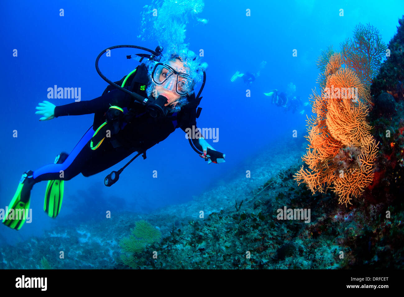 Diving, Sea Fan, Adriatic Sea, Croatia, Europe Stock Photo - Alamy