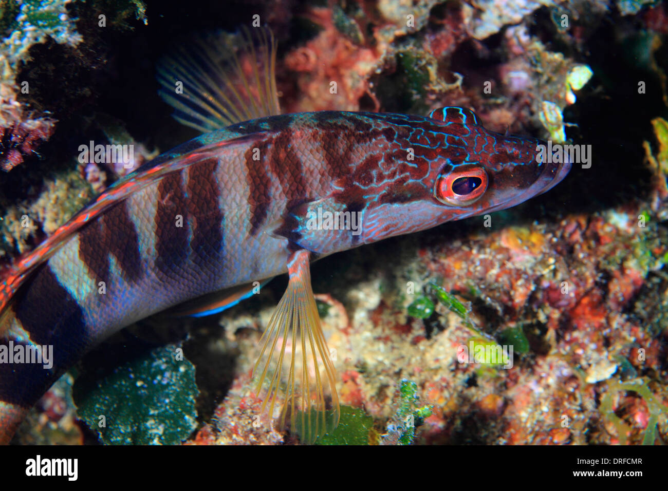 Adriatic sea animals series hi-res stock photography and images - Alamy