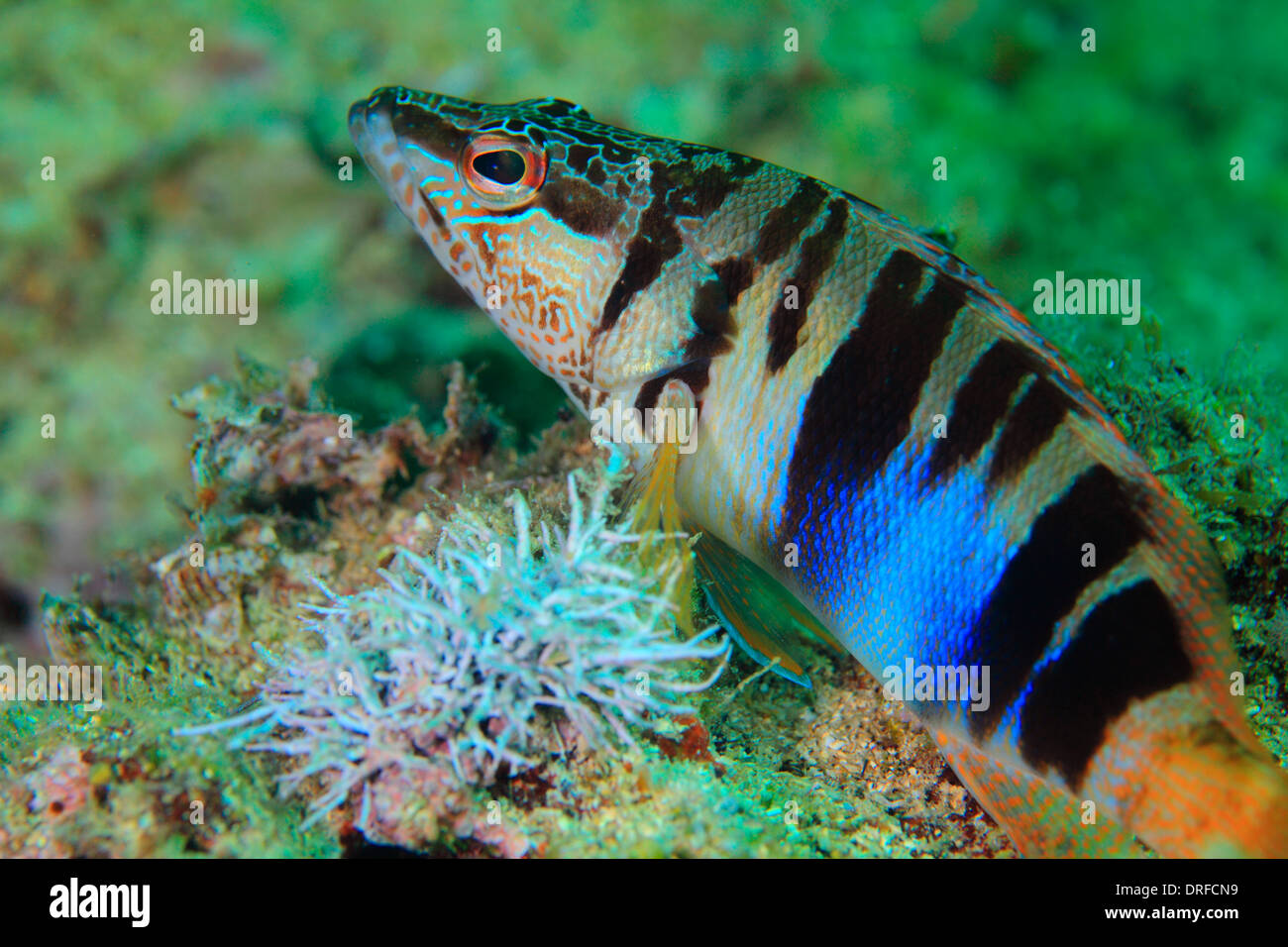 Adriatic sea fish hi-res stock photography and images - Alamy