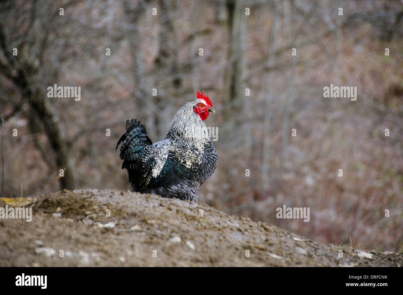 rooster sitting on a hill Stock Photo - Alamy
