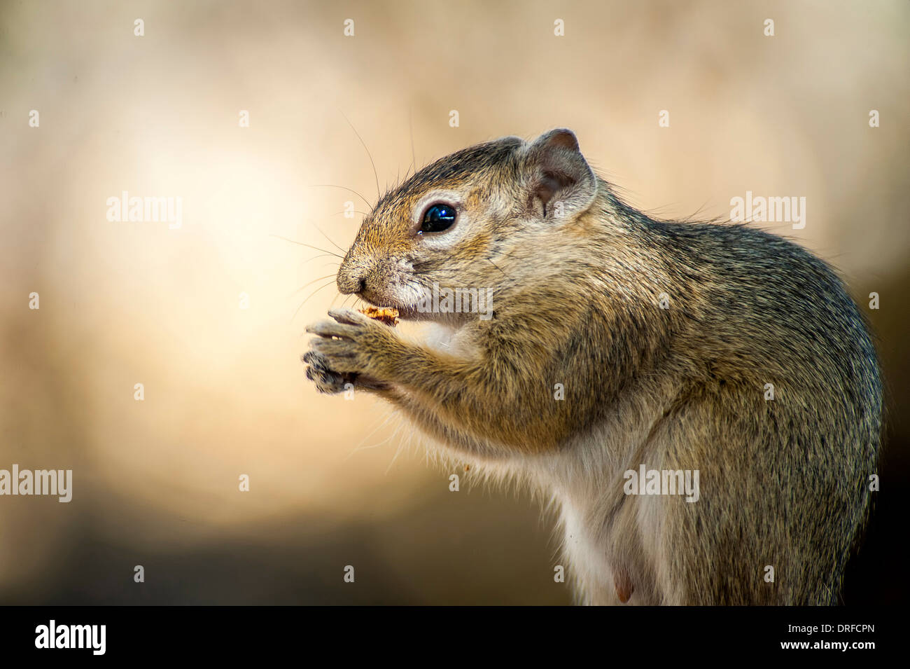 African genus hi-res stock photography and images - Alamy