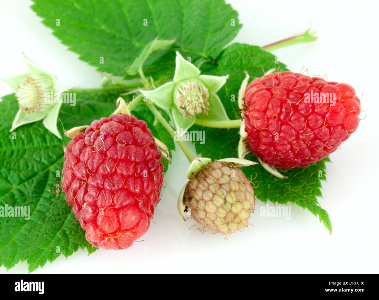 Raspberry leaves and flower Stock Photo - Alamy