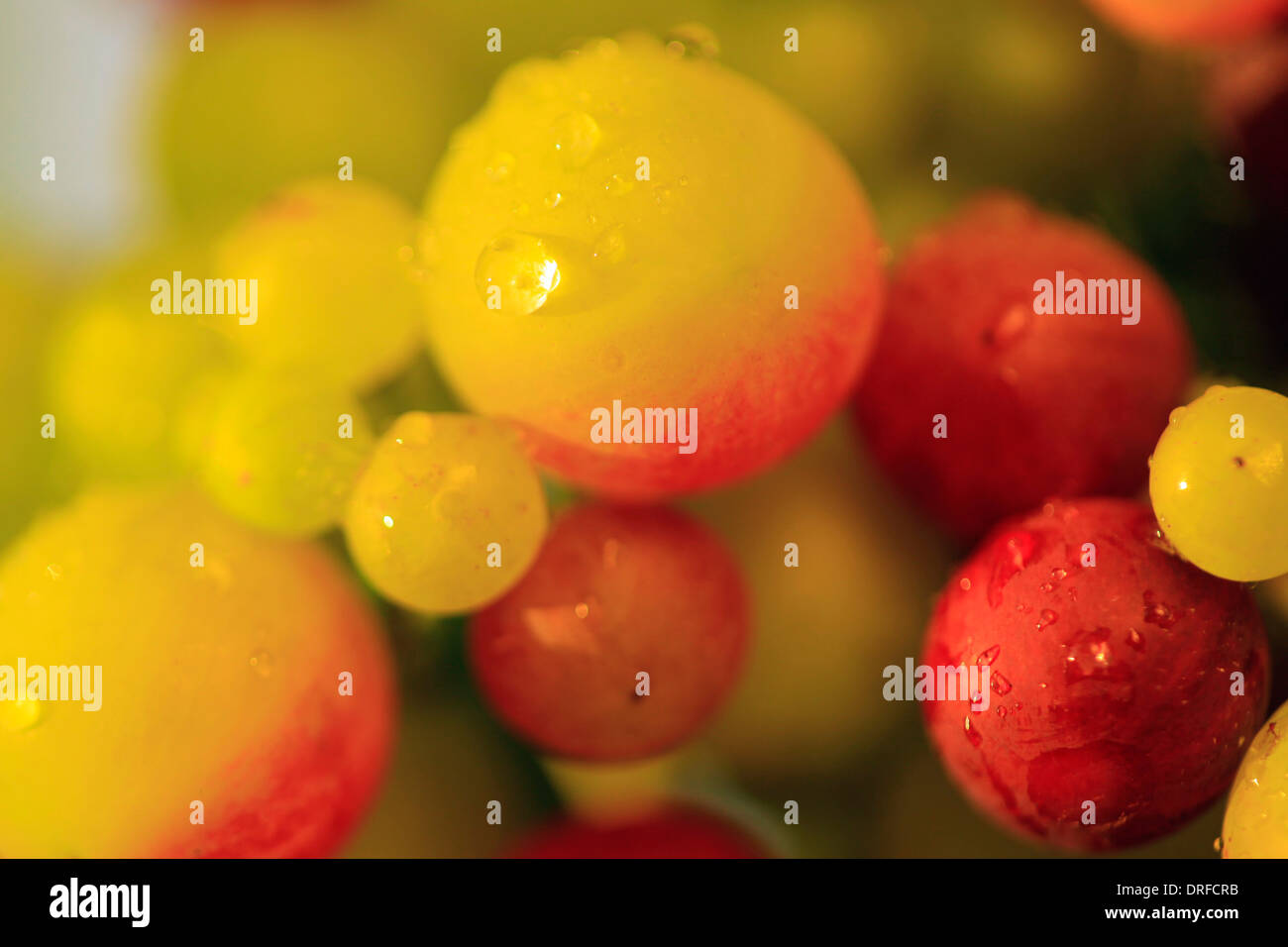 Baranja vineyard hi-res stock photography and images - Alamy