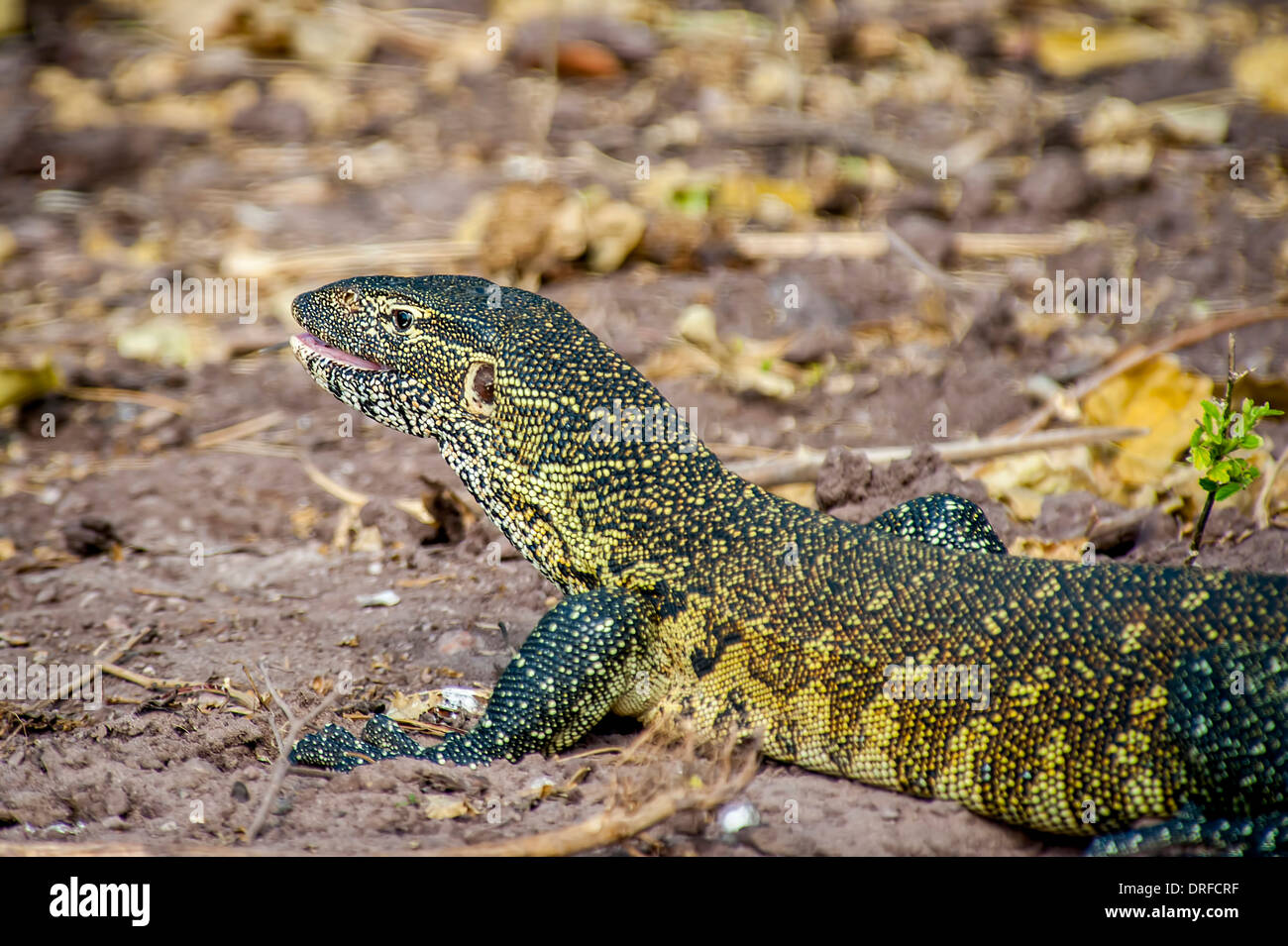 Hunter lizard hi-res stock photography and images - Alamy