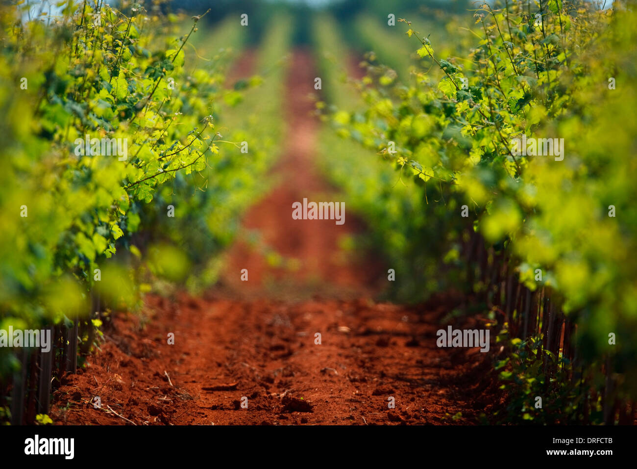 Vineyard of europe hi-res stock photography and images - Alamy