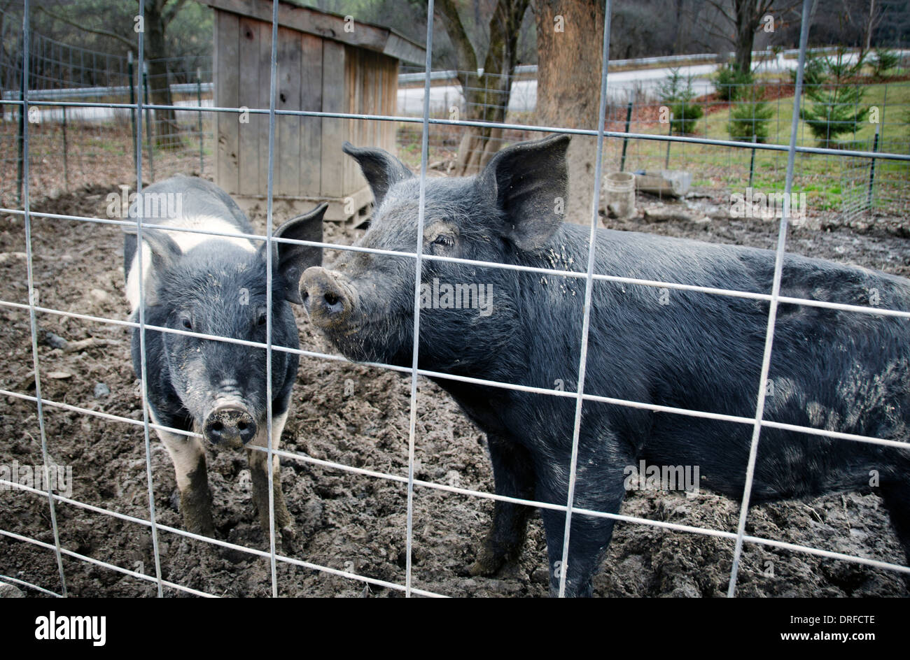 Pigpen hi-res stock photography and images - Alamy