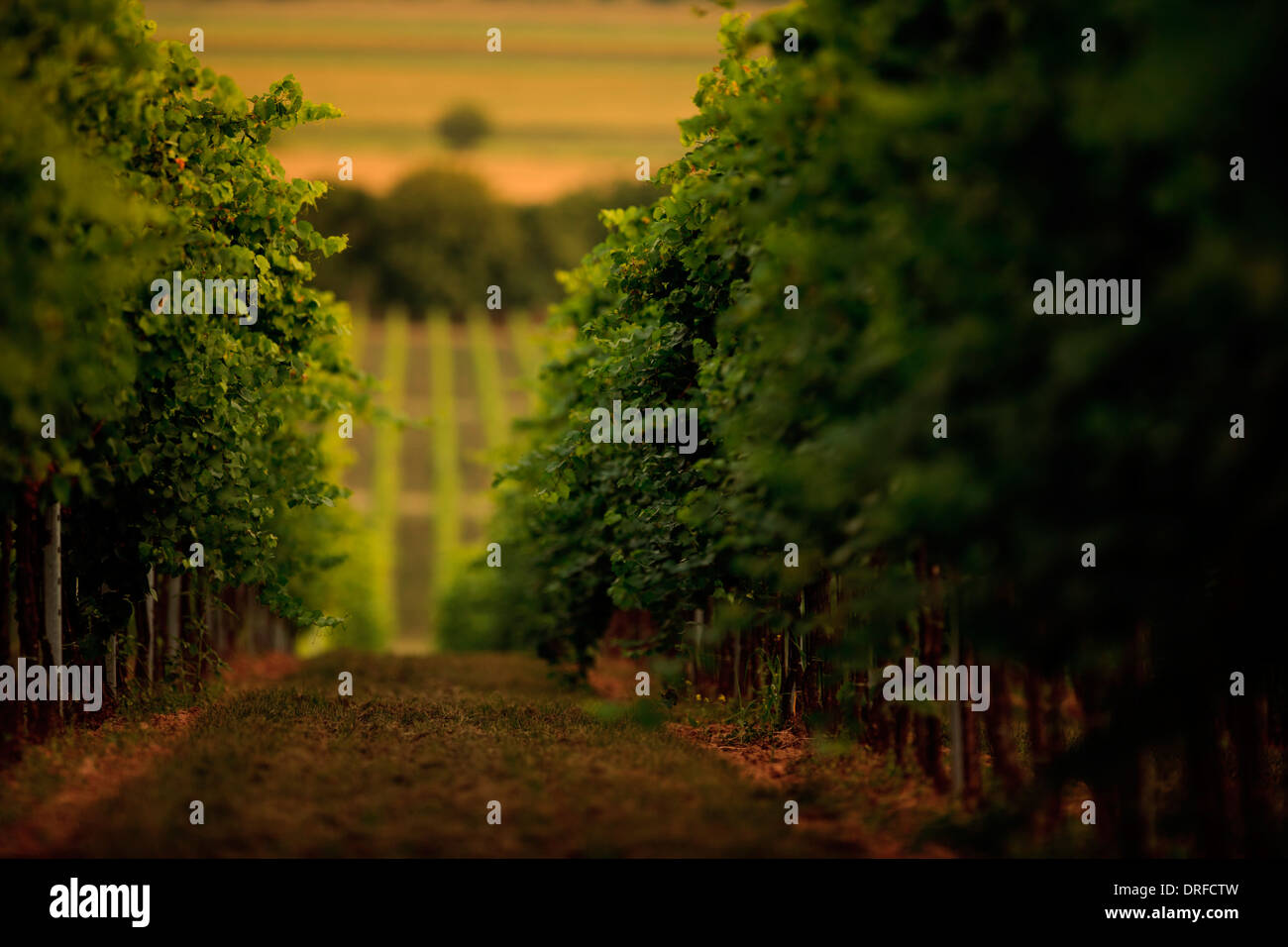 Vineyard of europe hi-res stock photography and images - Alamy