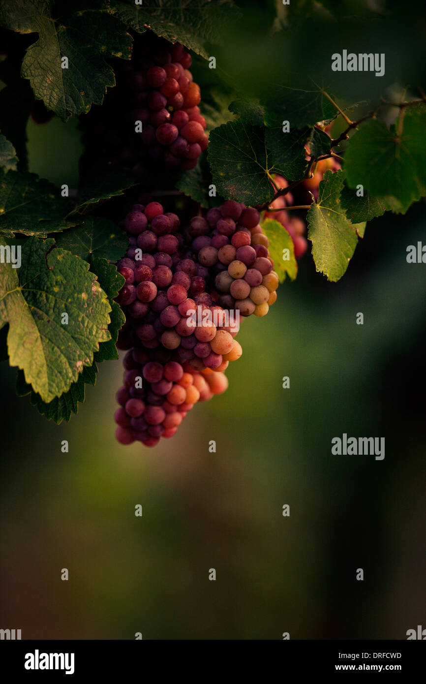 Baranja vineyard hi-res stock photography and images - Alamy