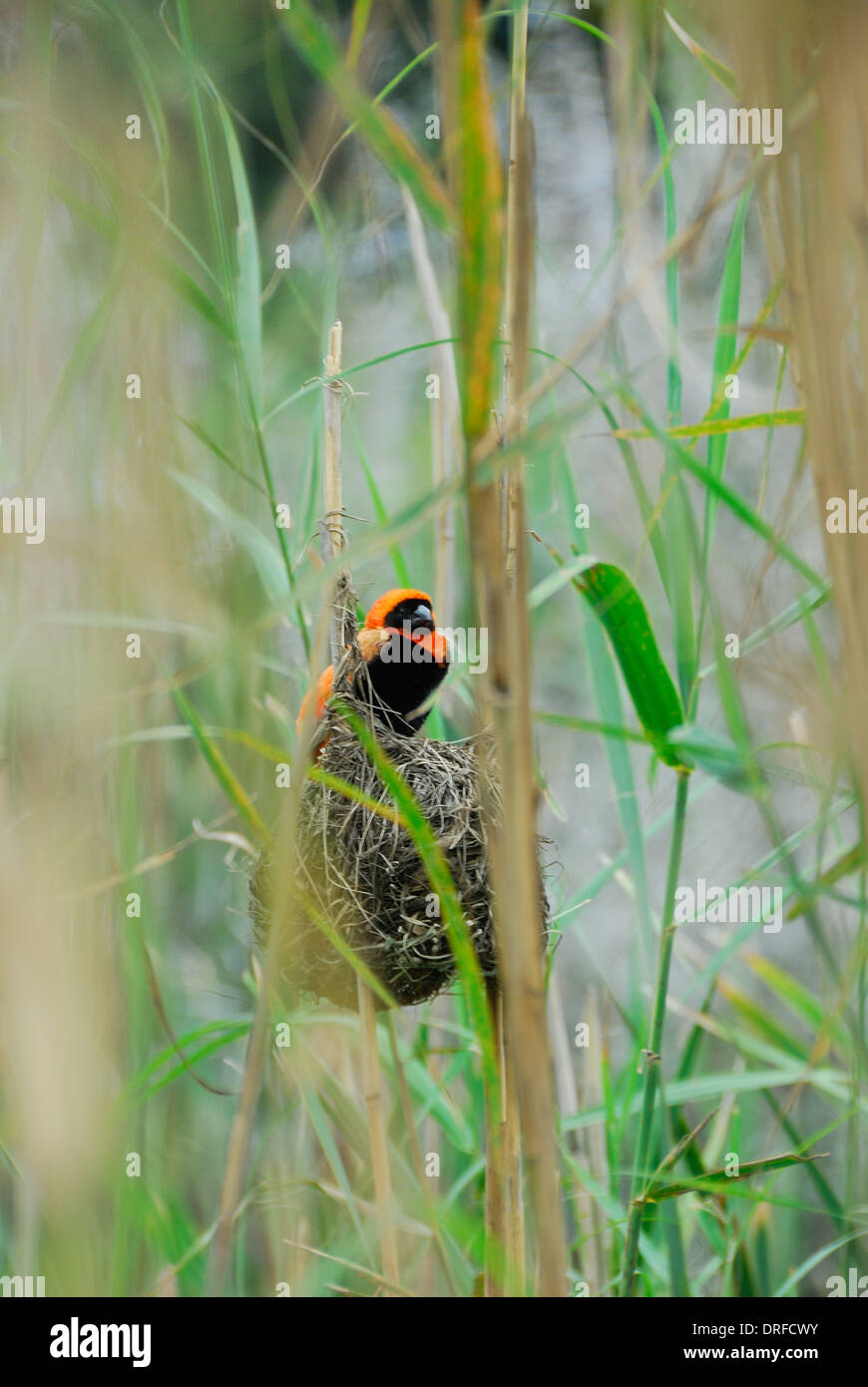 Red bishop bird, standing on top of nest Stock Photo - Alamy