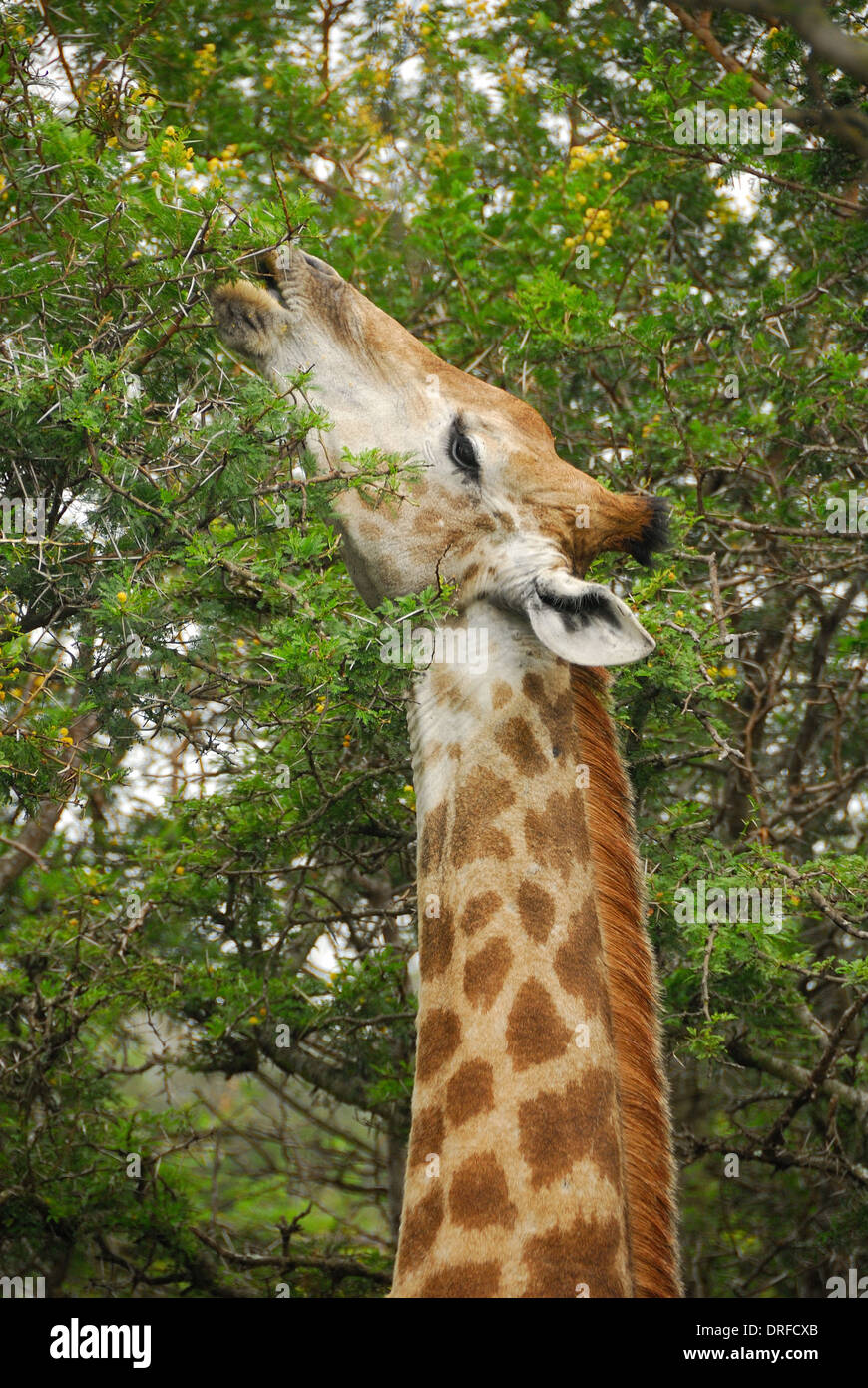 Giraffe reaching hi-res stock photography and images - Alamy