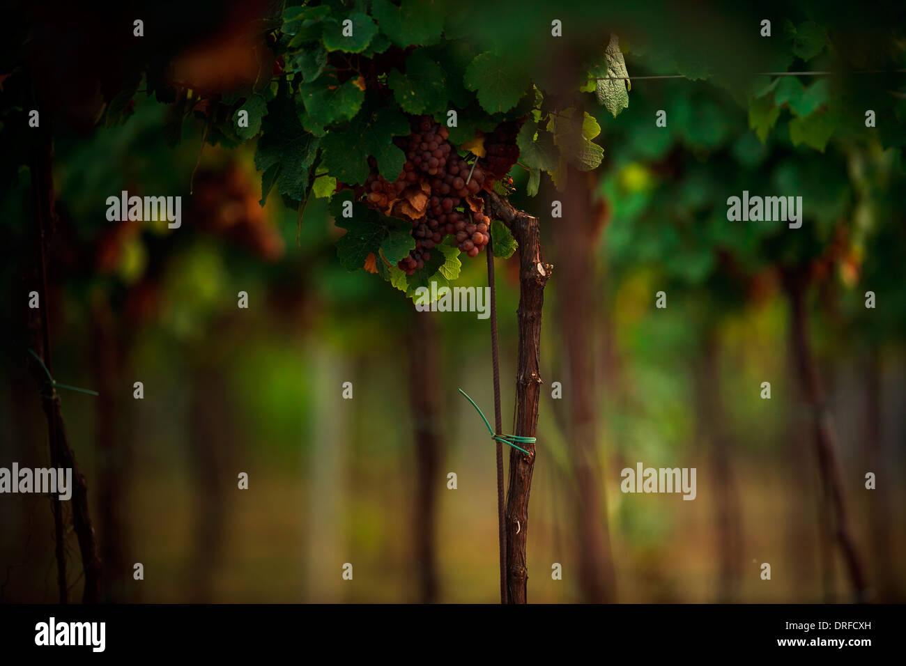 Baranja vineyard hi-res stock photography and images - Alamy