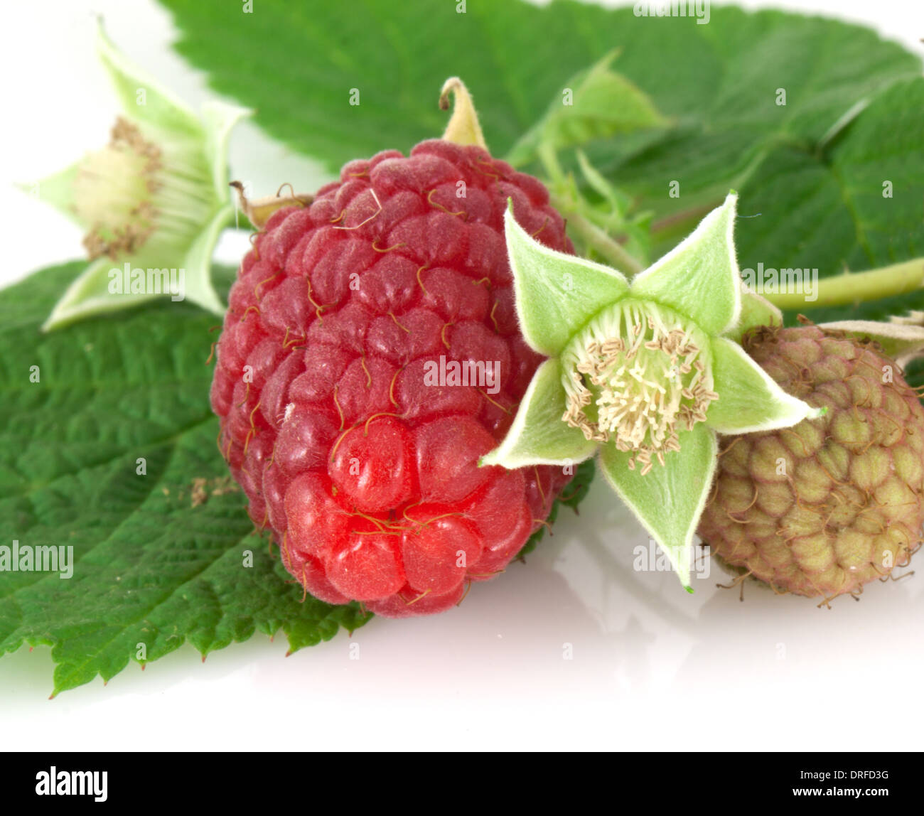 Raspberry leaves and flower Stock Photo - Alamy