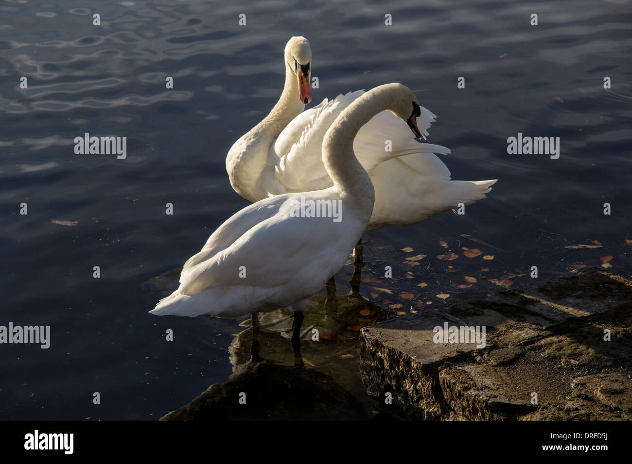 Awesome swans hi-res stock photography and images - Alamy