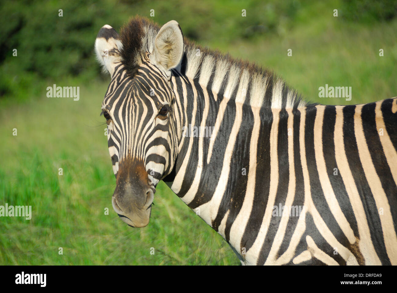 Picture of head and neck of Zebra looking towards the camera Stock ...