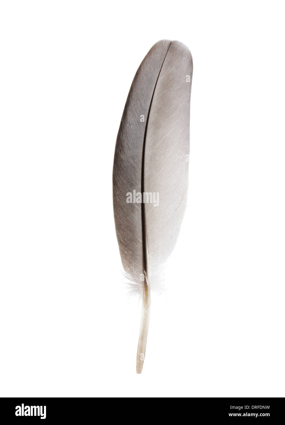 Dove Feather High Resolution Stock Photography and Images - Alamy