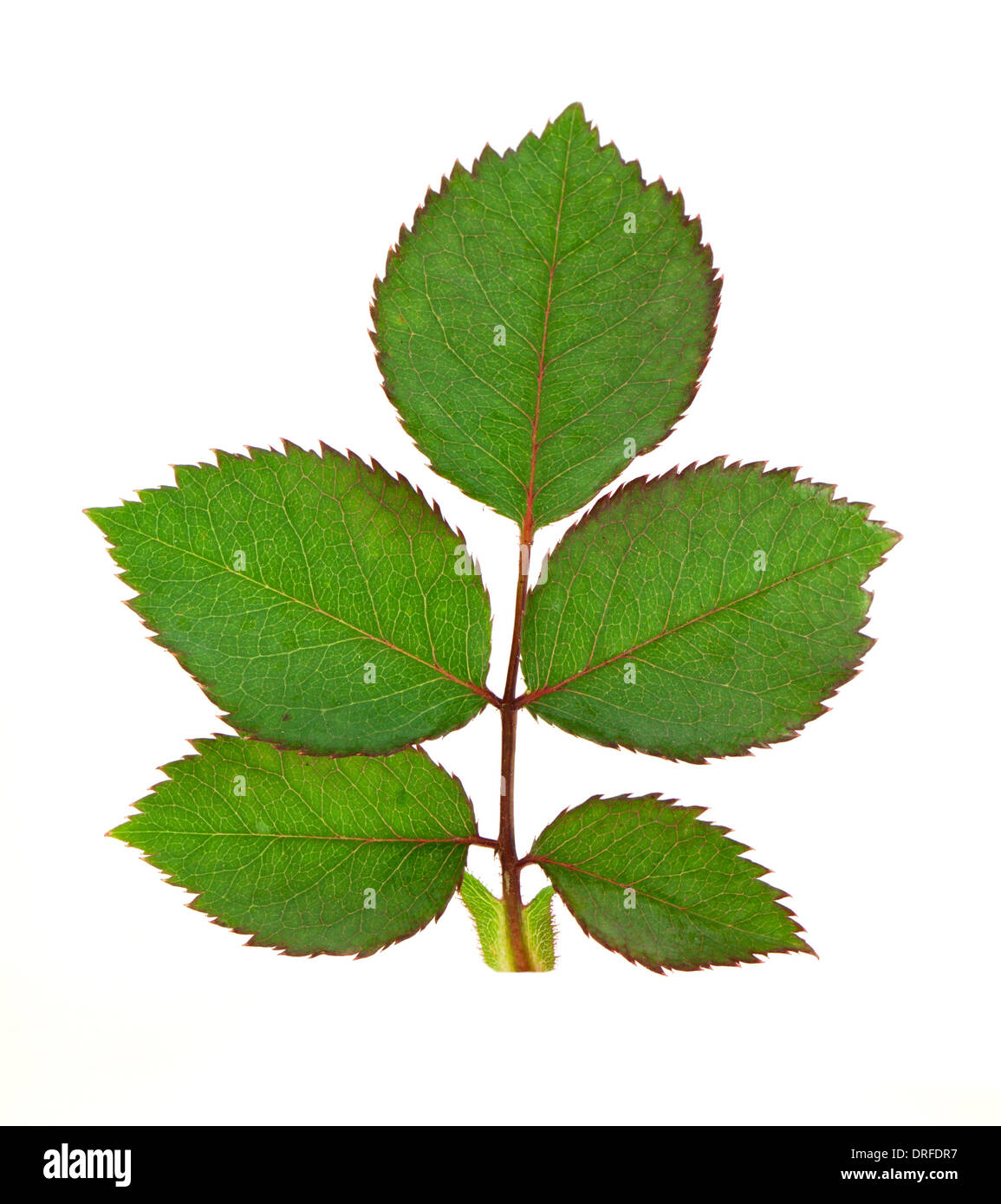 Green leaf of rose isolated on white background Stock Photo - Alamy