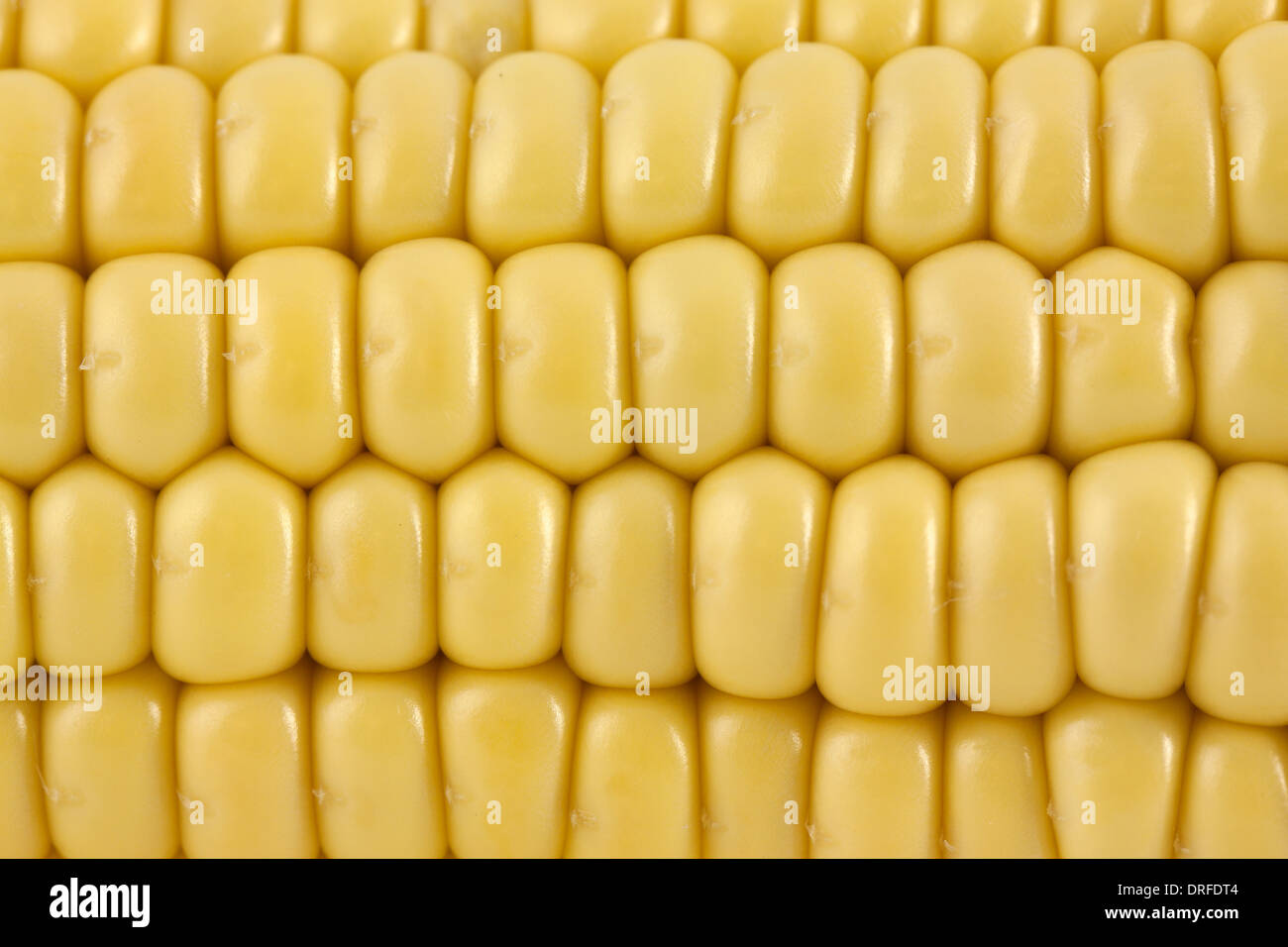 Yellow corn background Stock Photo - Alamy