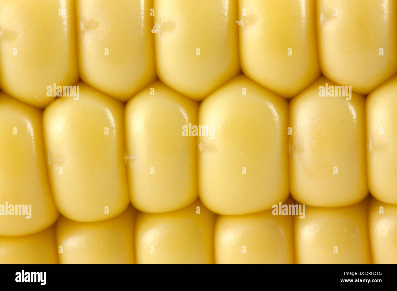 Yellow corn background Stock Photo - Alamy