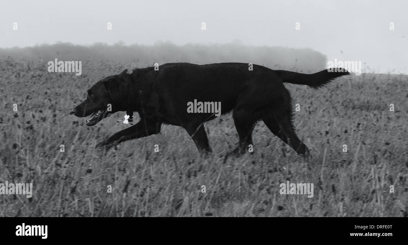 A B&W side view of a young black Labrador walking intently in the mist ...