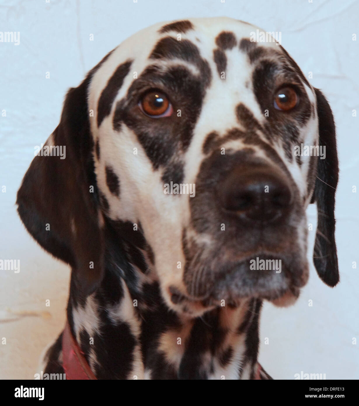 Dalmation dog hi-res stock photography and images - Alamy