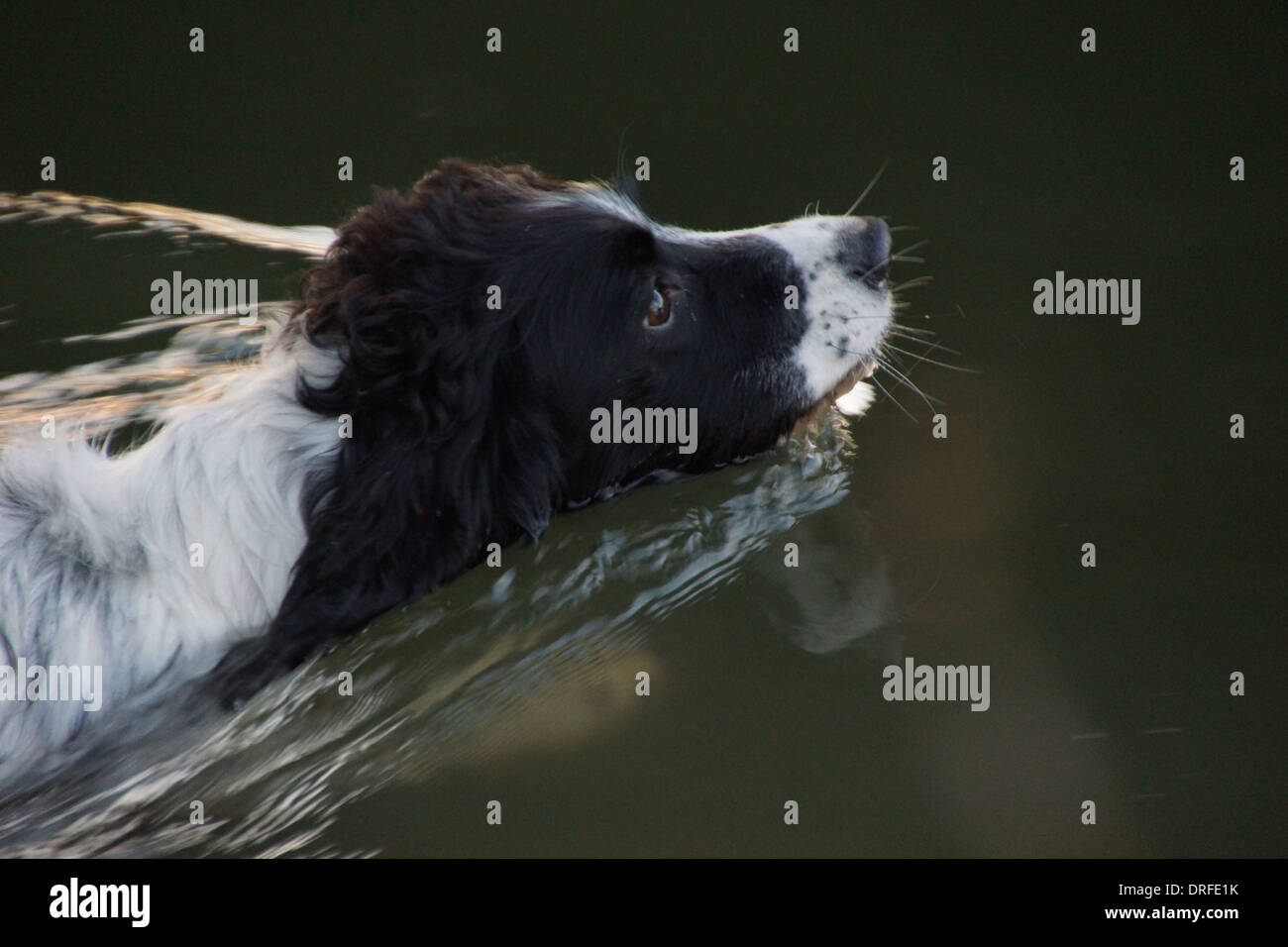 Black and white springer spaniel hi-res stock photography and images ...