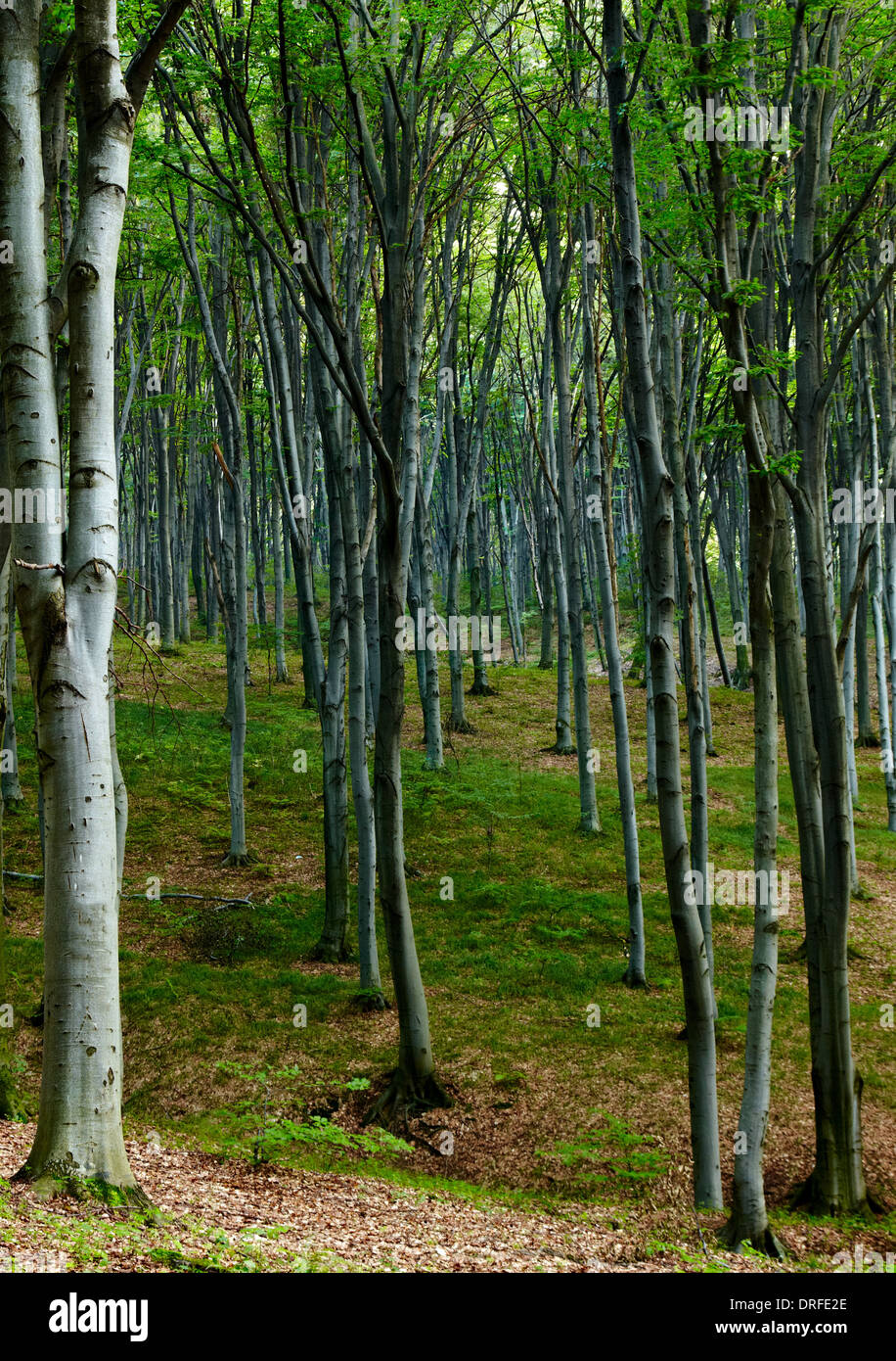 Beechen summer wood Stock Photo - Alamy