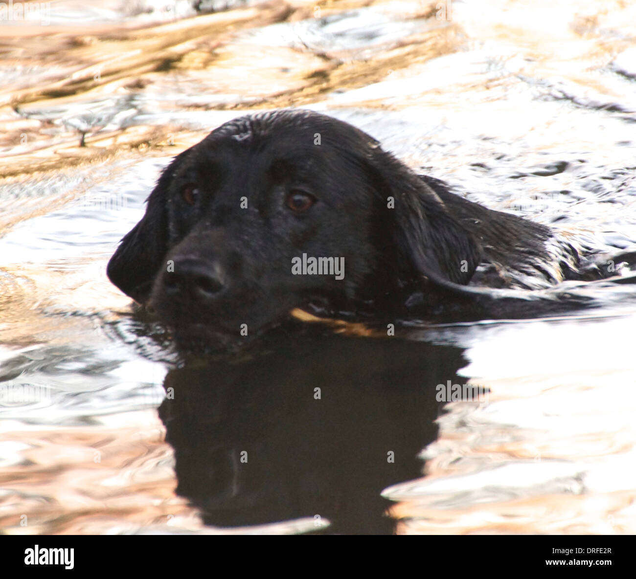 Sunset reflecting on the river hi-res stock photography and images - Alamy