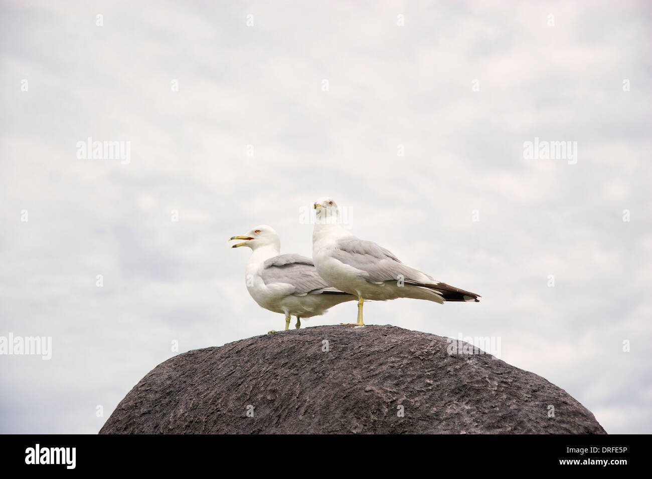 Two seagulls standing on rock, Gravenhurst, Ontario, Canada Stock Photo ...