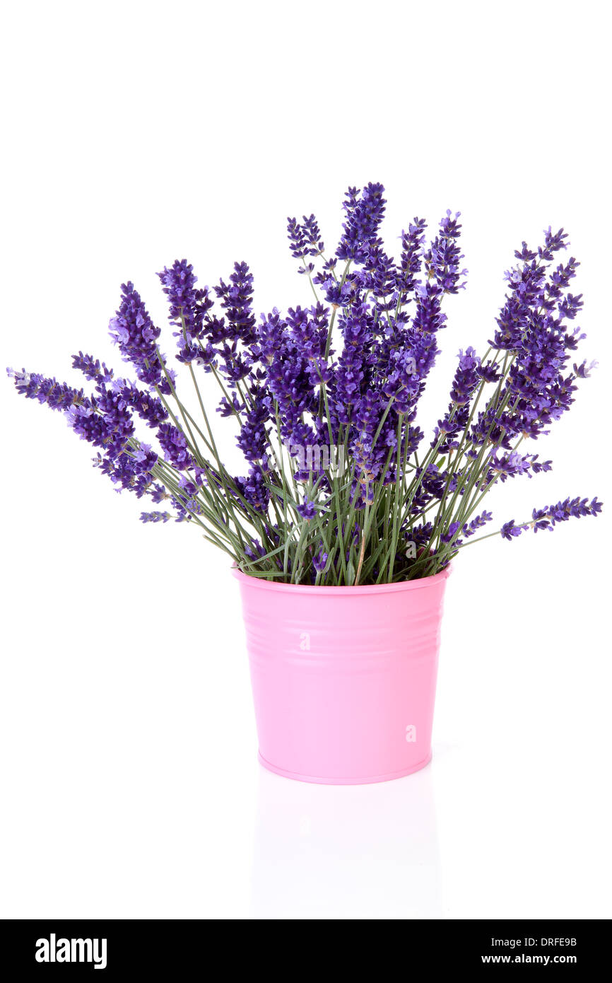 Bouquet of picked lavender in vase over white background Stock Photo ...