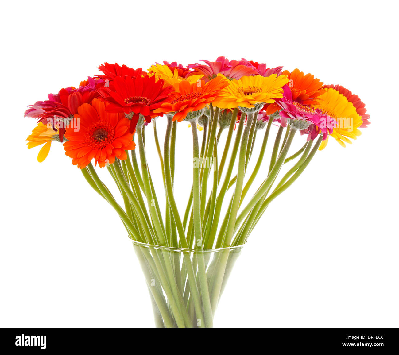 Gerber flowers hi-res stock photography and images - Alamy