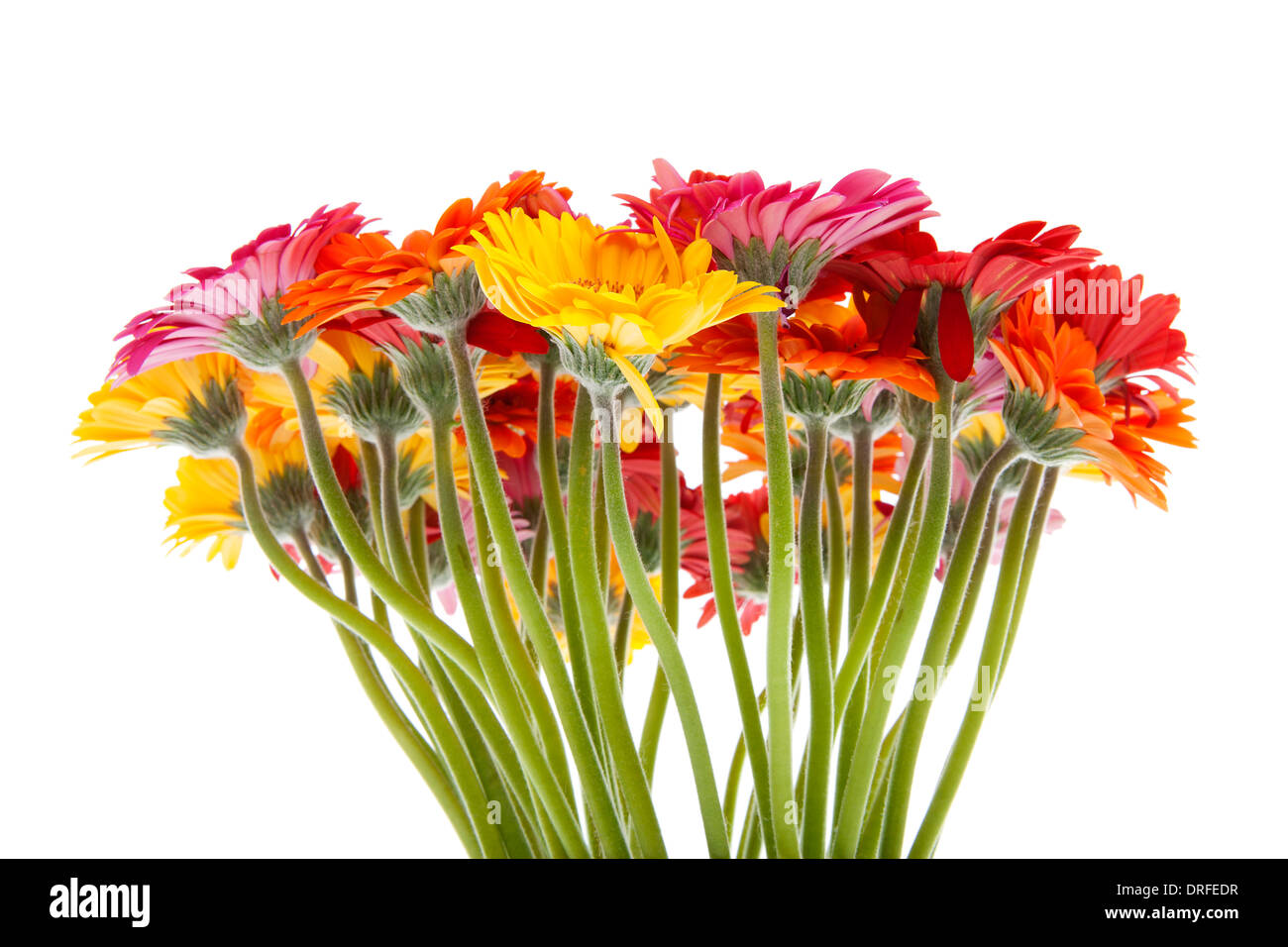 Gerber flowers hi-res stock photography and images - Alamy