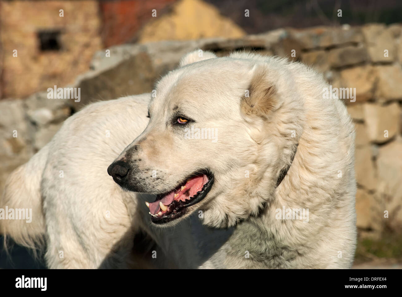 Big white guard dog Stock Photo - Alamy