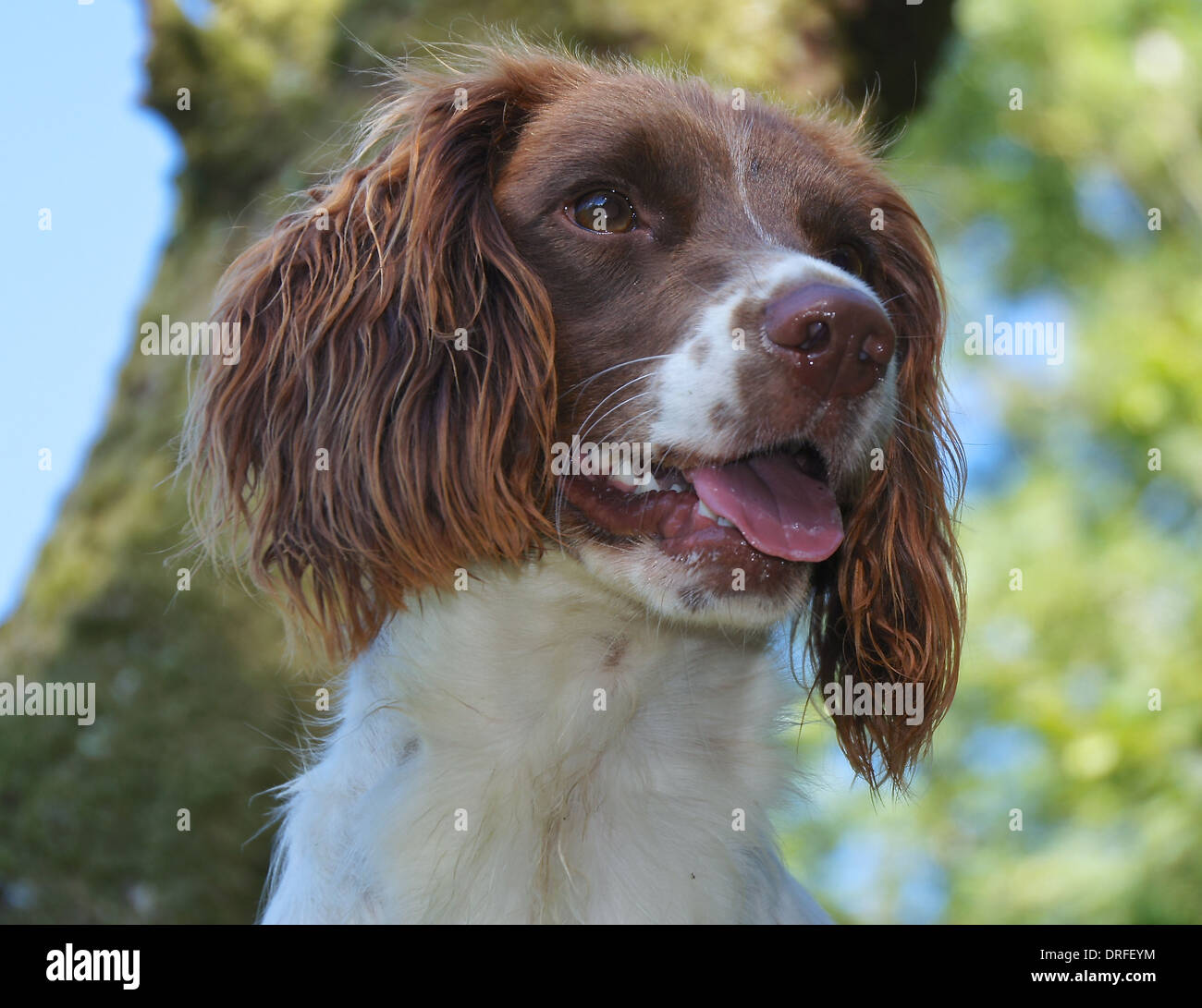 Liver and white springer spaniel hi-res stock photography and images ...