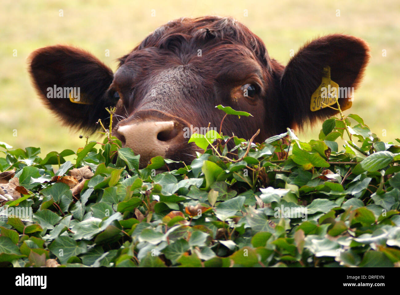 "Hello!" - a young heifer looking over the ivy covered wall Stock Photo ...