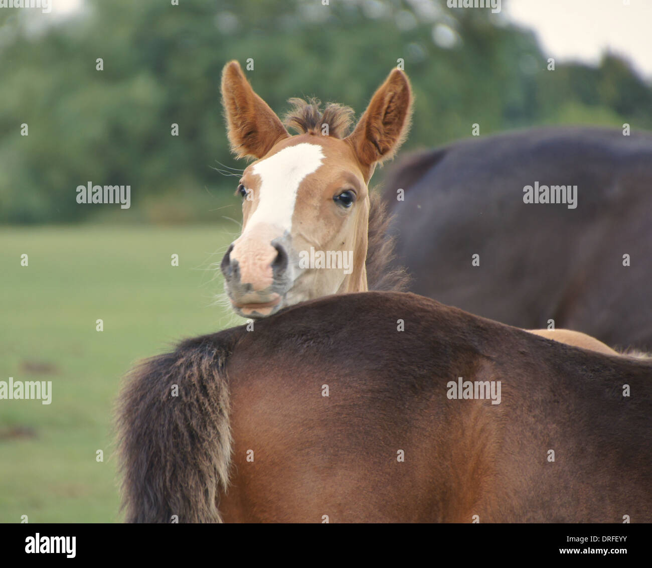 Rump horse hi-res stock photography and images - Alamy