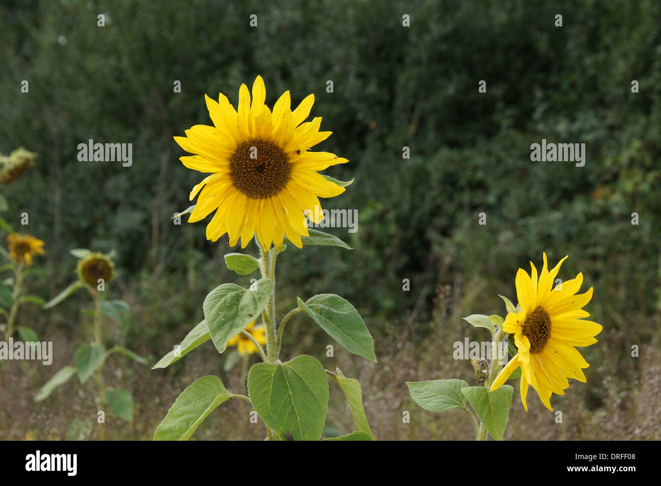 Set aside field hi-res stock photography and images - Alamy