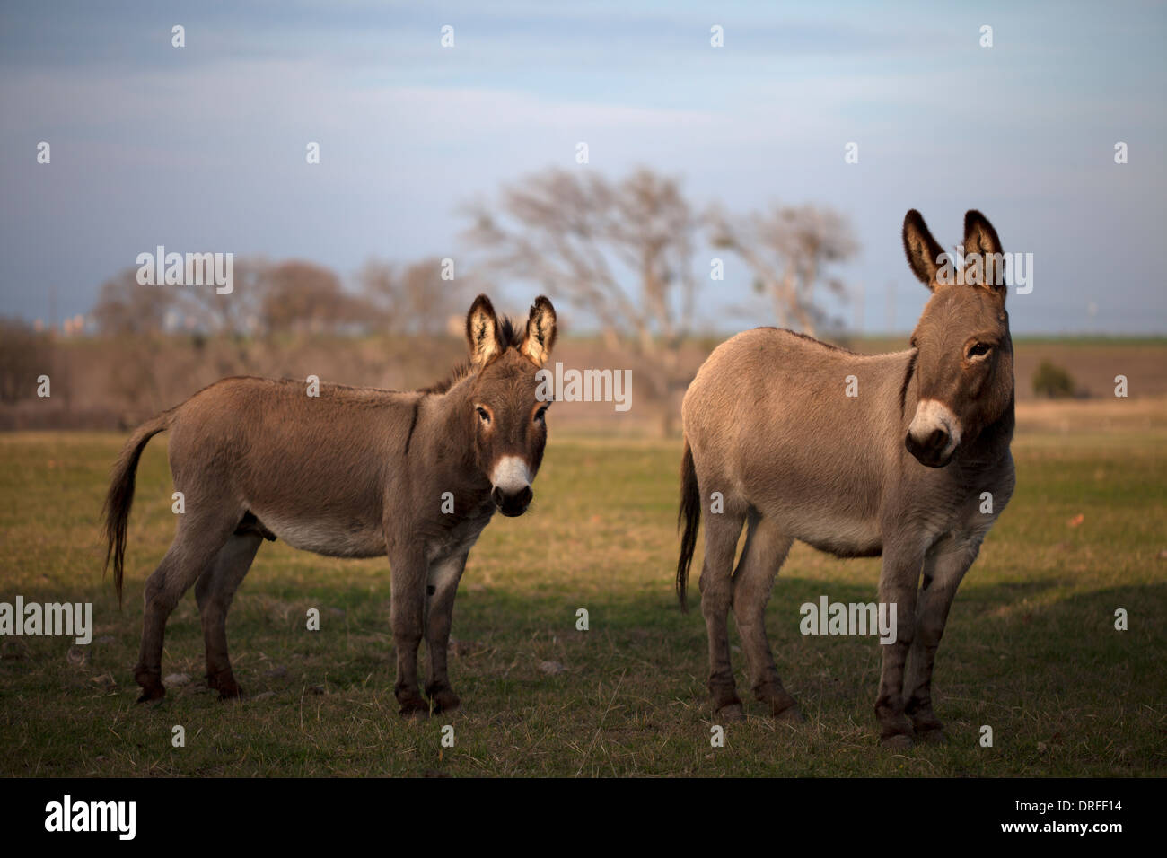4 donkeys hi-res stock photography and images - Alamy