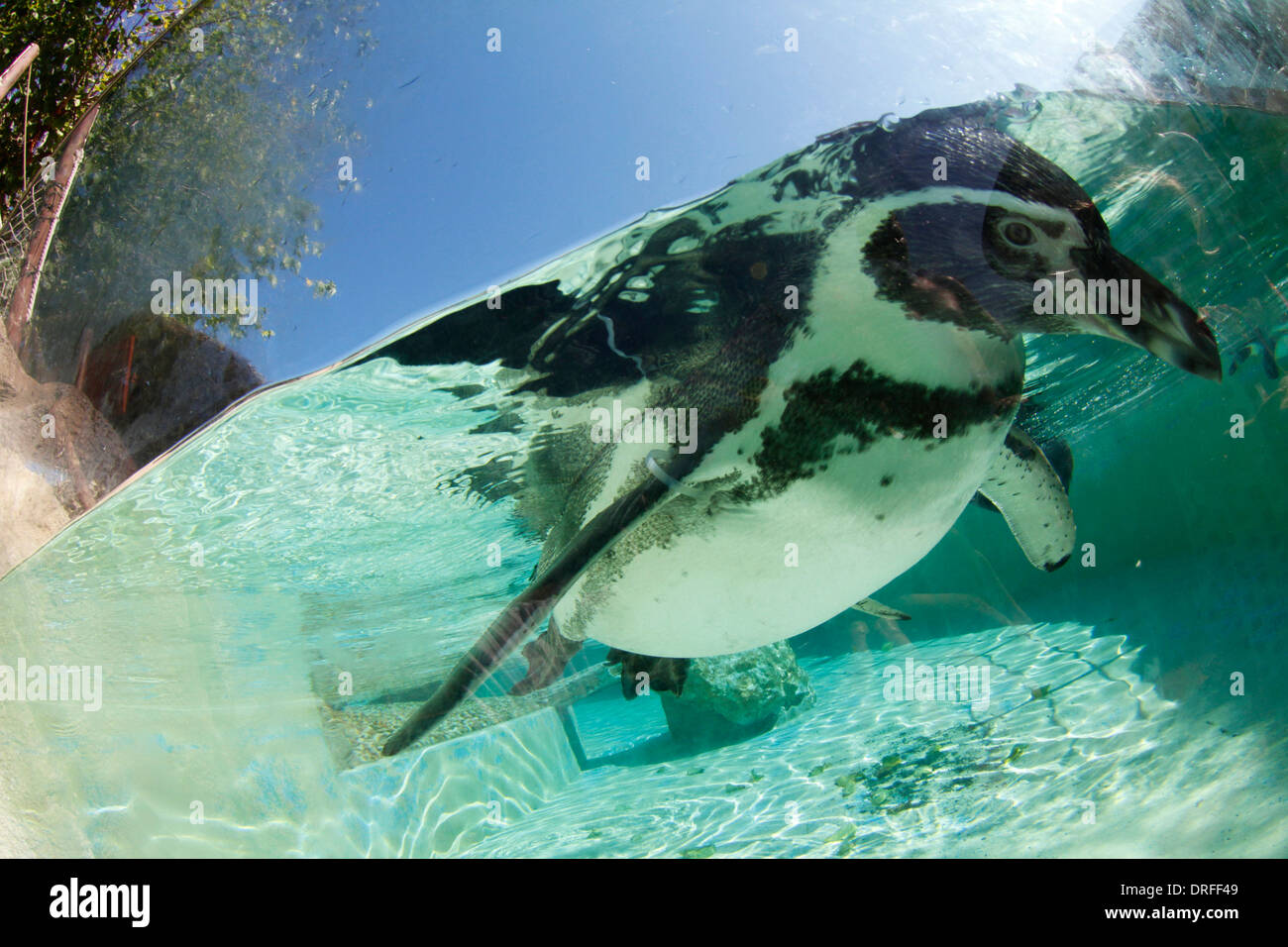 Group of penguin underwater hi-res stock photography and images - Alamy