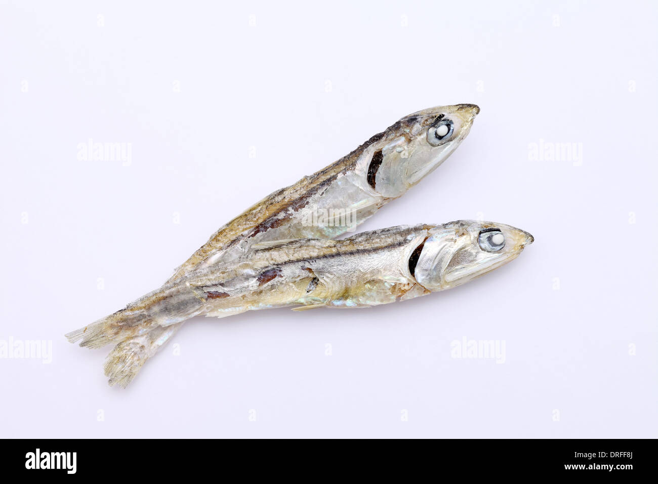 Dried small fish used in japanese cuisine, on white background Stock ...