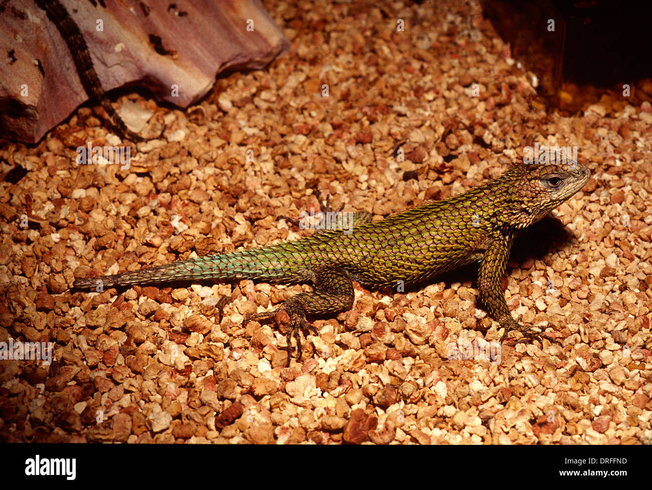 Emerald swift or green spiny lizard (Sceloporus malachiticus ...