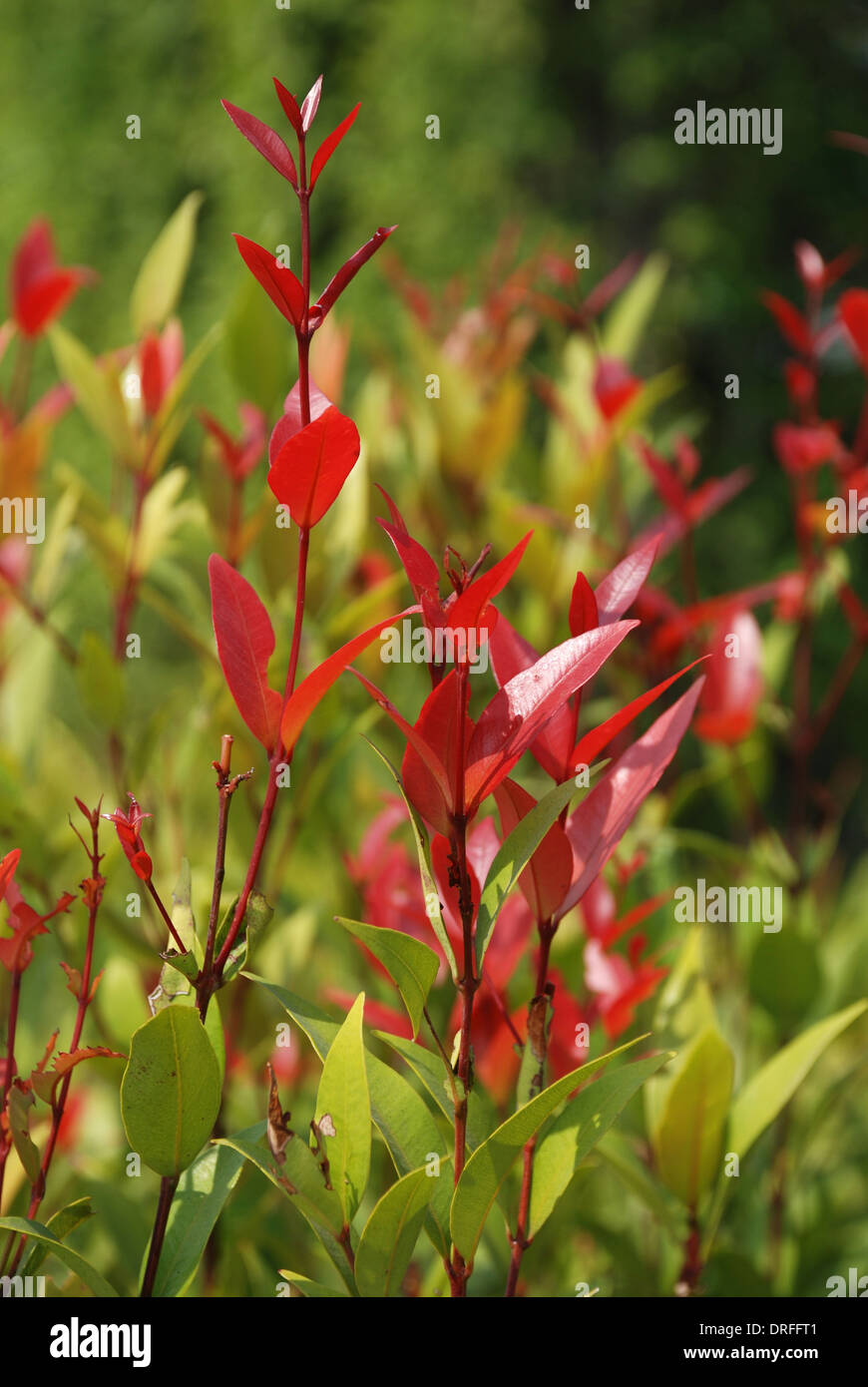 Christina tree hi-res stock photography and images - Alamy