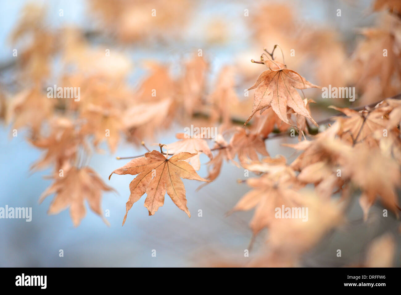 Dry maple leaves on tree Stock Photo - Alamy